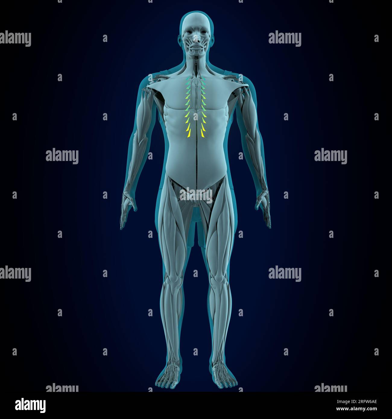 Músculo psoas anatomía -Fotos und -Bildmaterial in hoher Auflösung – Alamy