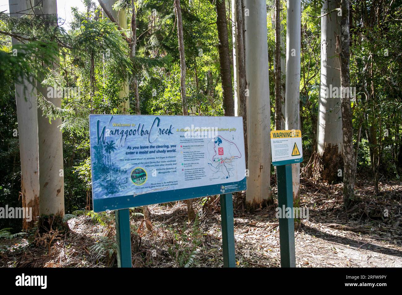 Fraser Island K'gari Wanggoolba Creek am Hauptbahnhof, Bach, der durch ...