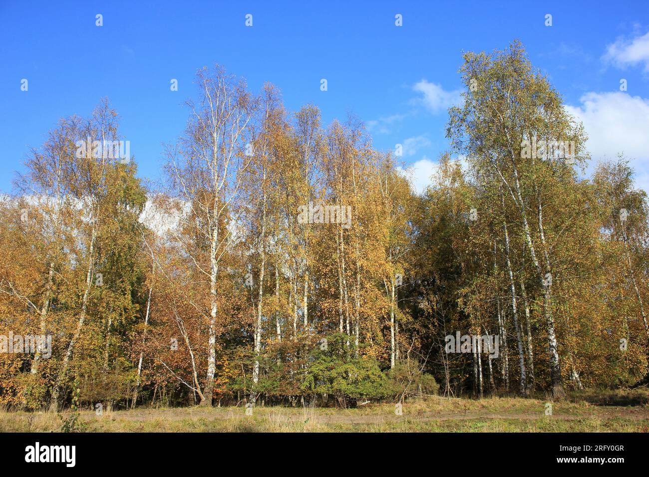 Quarry trees -Fotos und -Bildmaterial in hoher Auflösung – Alamy