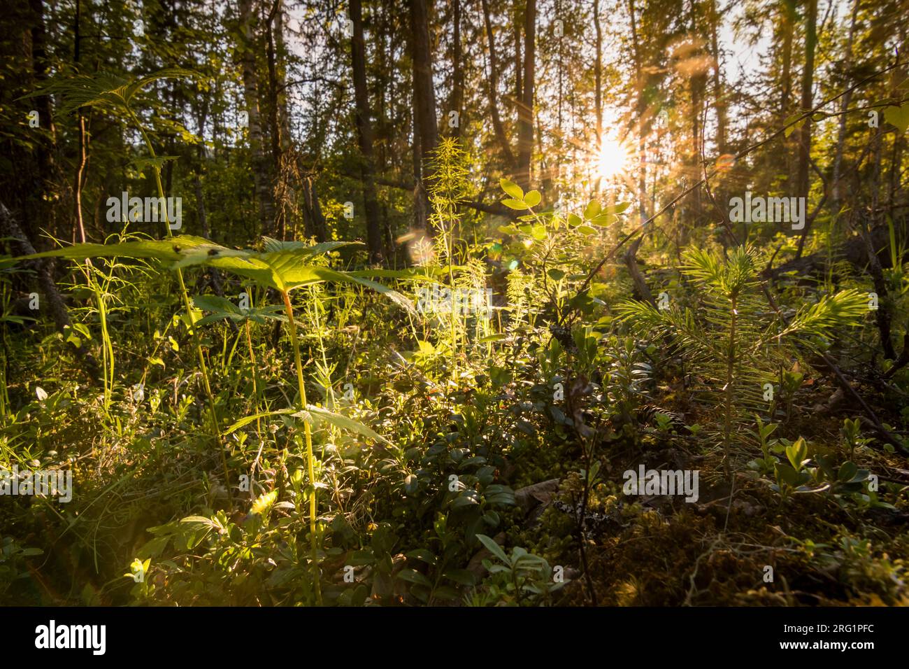 Forest russia -Fotos und -Bildmaterial in hoher Auflösung – Alamy