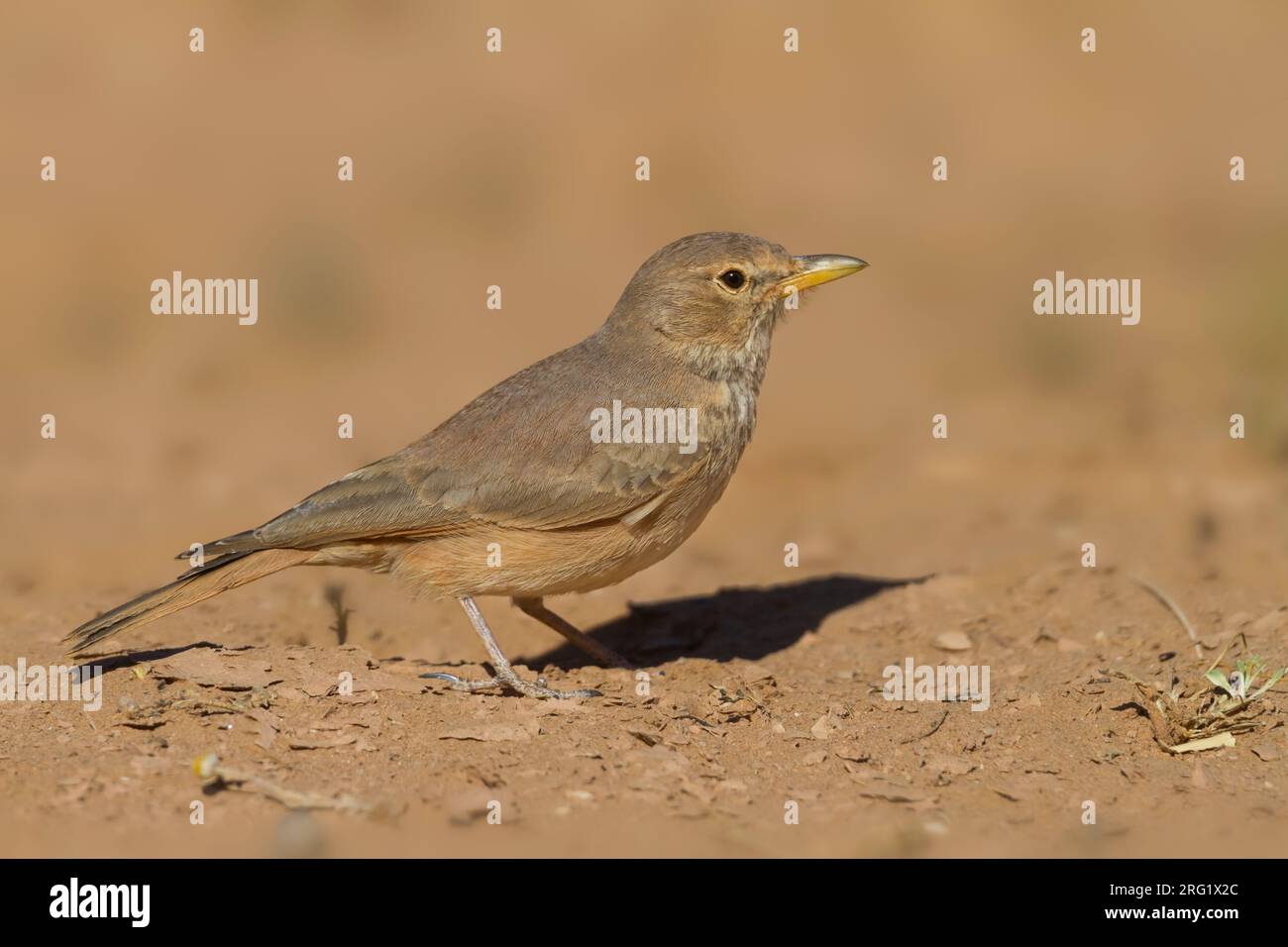 Wüste Lerche - Steinlerche - Ammomanes deserti ssp. payni, Marokko ...