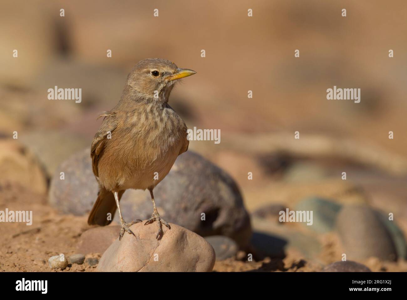 Wüste Lerche - Steinlerche - Ammomanes deserti ssp. payni, Marokko ...