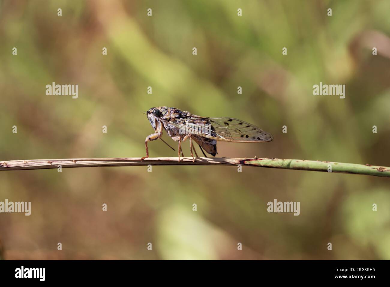 Schmetterlings zikade -Fotos und -Bildmaterial in hoher Auflösung – Alamy