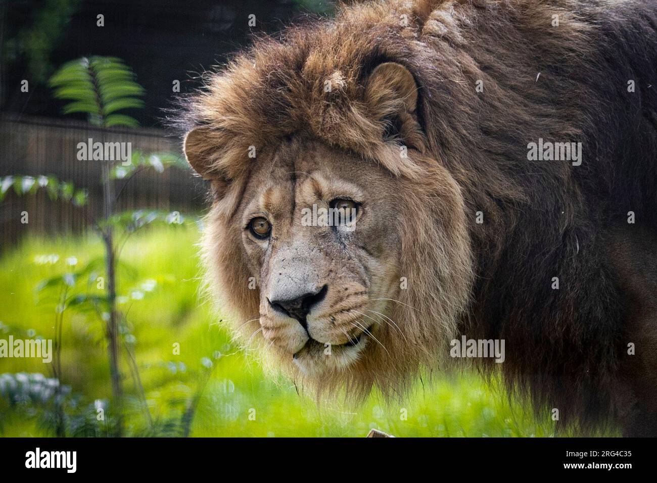 Männliche Berberlöwen im Belfast Zoo Kingdom of the Barbary Lion, dem ...