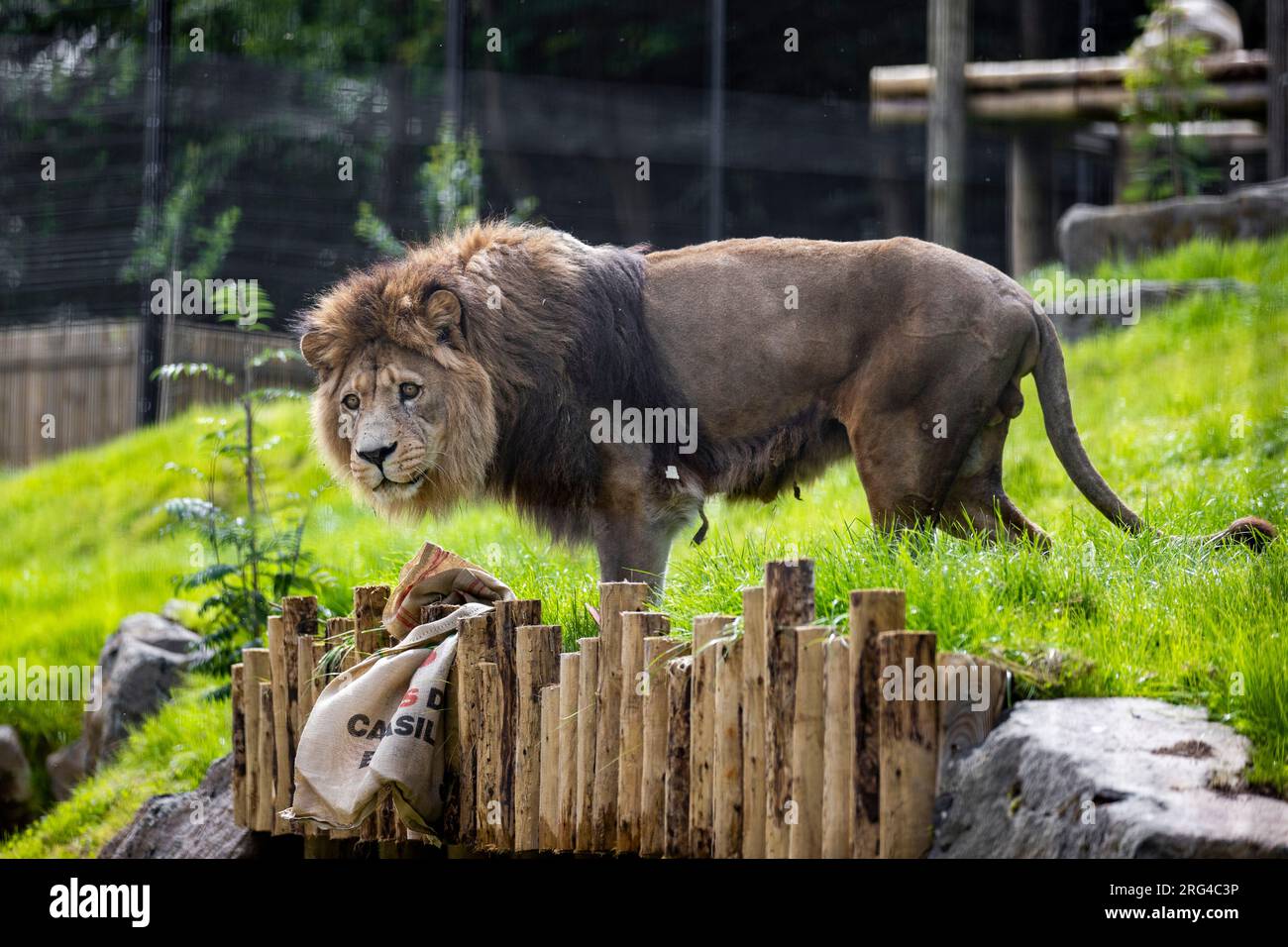 Männliche Berberlöwen im Belfast Zoo Kingdom of the Barbary Lion, dem ...
