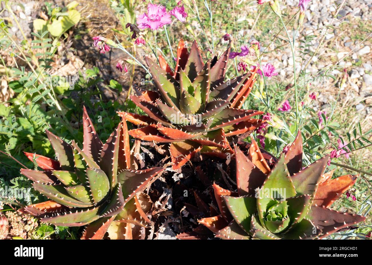 Miter aloe -Fotos und -Bildmaterial in hoher Auflösung – Alamy