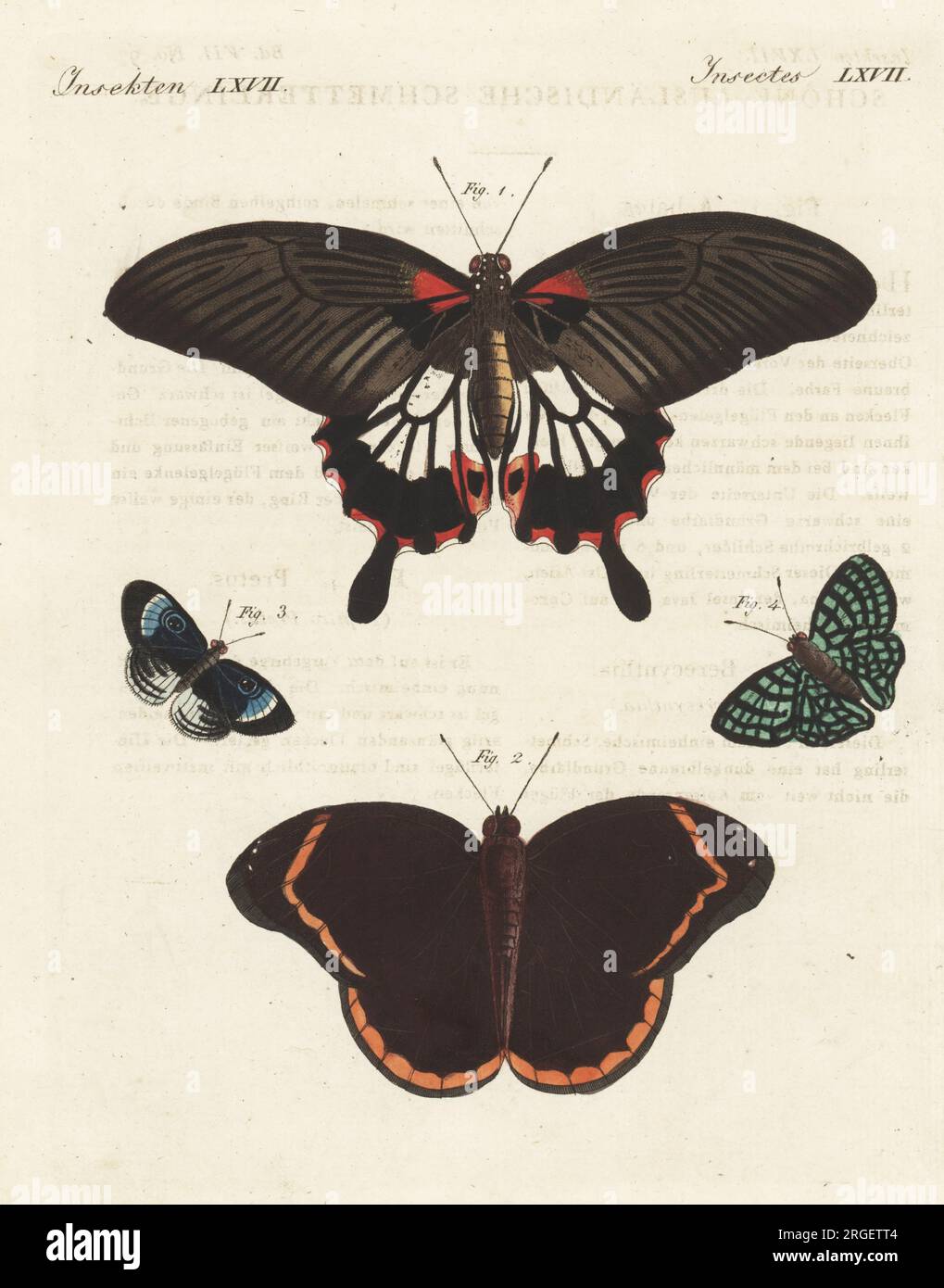 Papilio menander -Fotos und -Bildmaterial in hoher Auflösung – Alamy