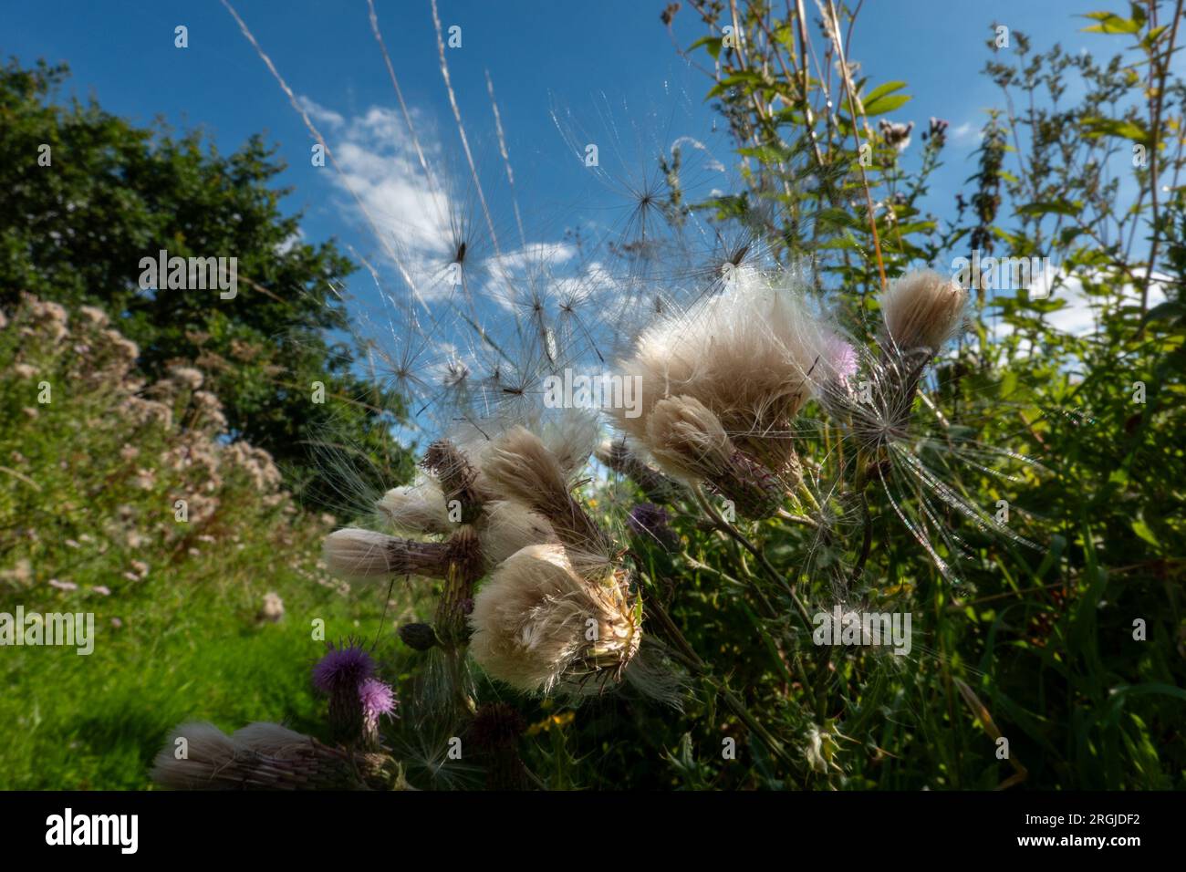 Weiße distel -Fotos und -Bildmaterial in hoher Auflösung – Alamy