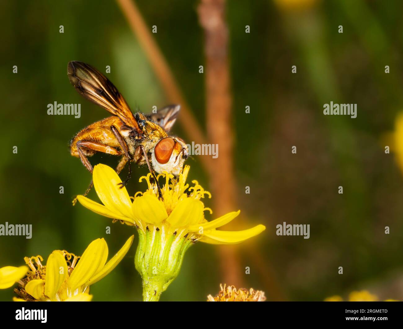 Parasit fliegen -Fotos und -Bildmaterial in hoher Auflösung – Alamy
