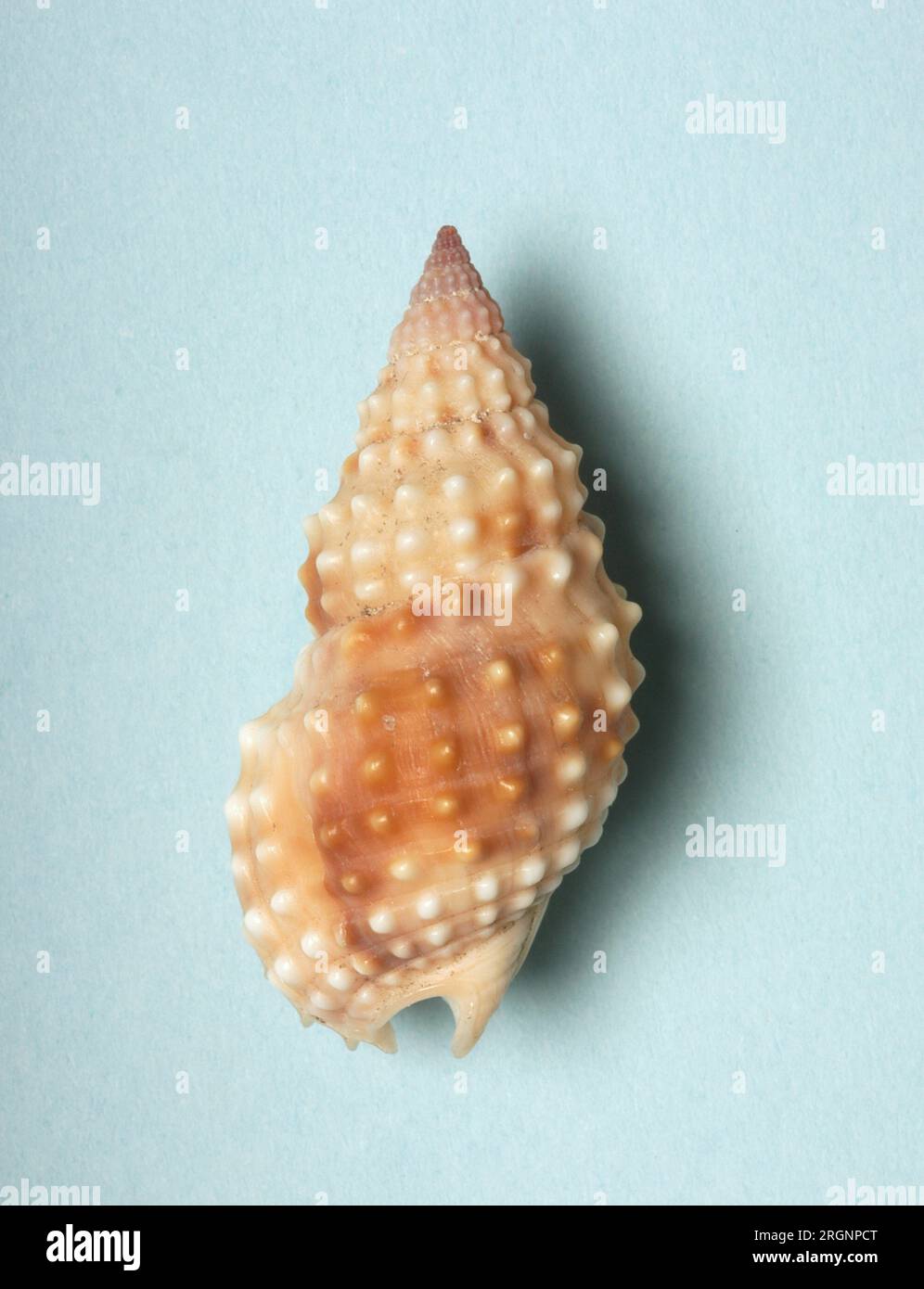 Nassarius shell -Fotos und -Bildmaterial in hoher Auflösung – Alamy