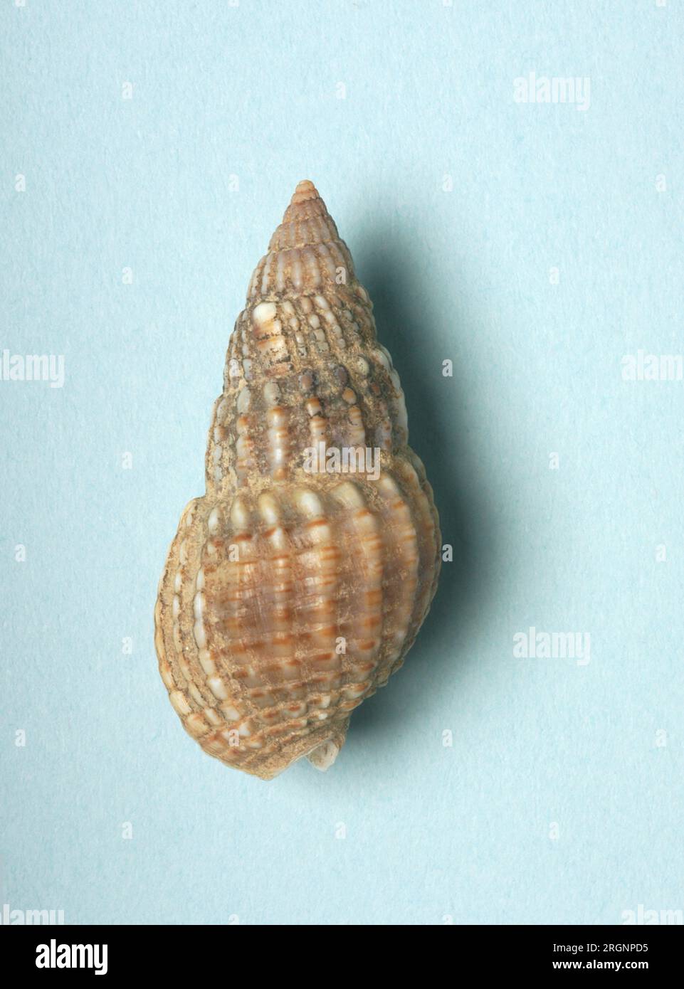 Tritia reticulata -Fotos und -Bildmaterial in hoher Auflösung – Alamy