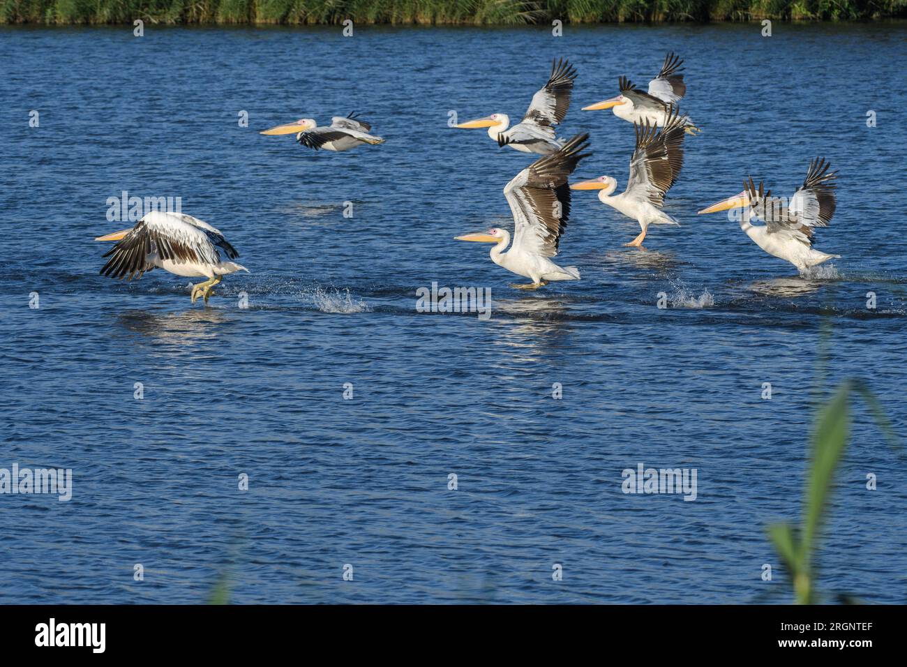 (230811) -- HULA-TAL, 11. August 2023 (Xinhua) -- Pelikane werden im ...