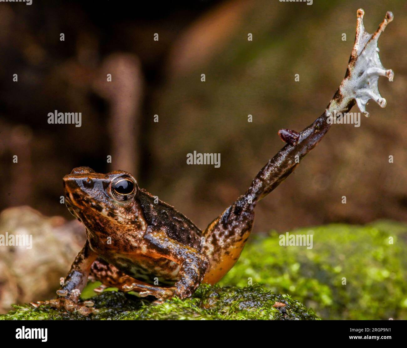 Ein tanzender Frosch, der seine Beine zeigt. KARNATAKA; INDIEN: DIESE ...