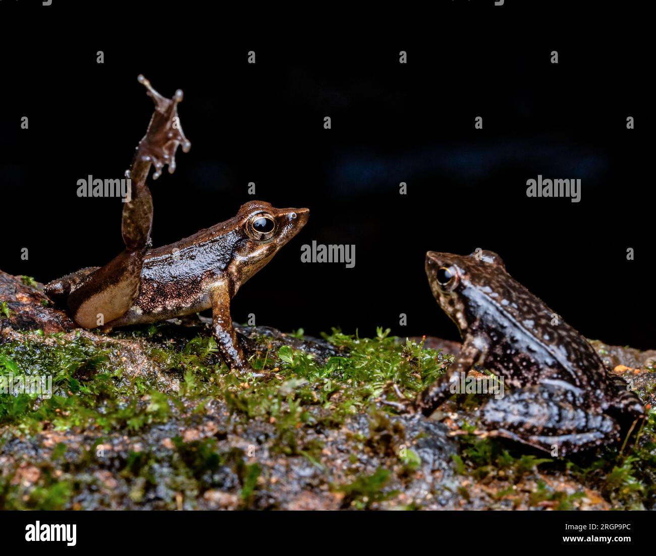 Ein tanzender Frosch, der seine Beine zeigt. KARNATAKA; INDIEN: DIESE ...