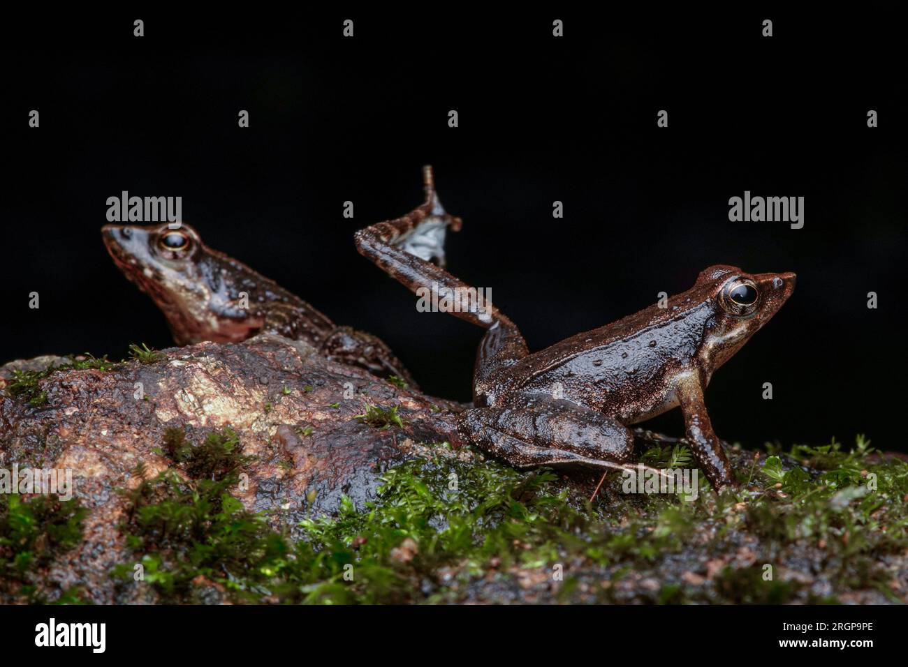 Ein tanzender Frosch, der seine Beine zeigt. KARNATAKA; INDIEN: DIESE ...