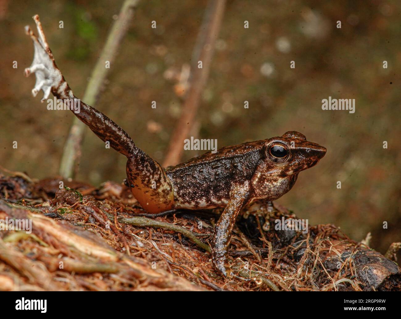 Ein tanzender Frosch, der seine Beine zeigt. KARNATAKA; INDIEN: DIESE ...