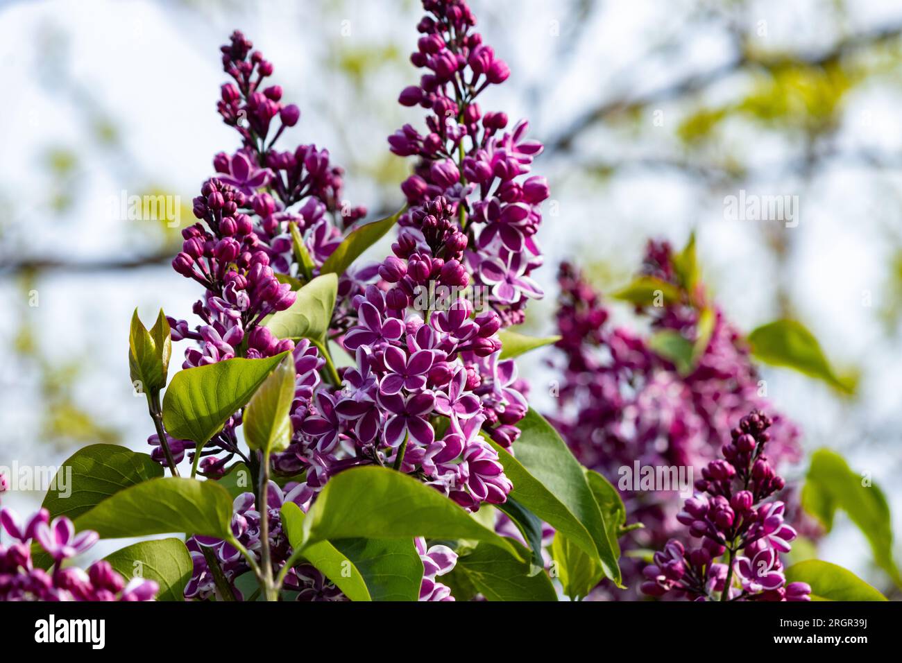 Botanisches cottage projekt -Fotos und -Bildmaterial in hoher Auflösung ...