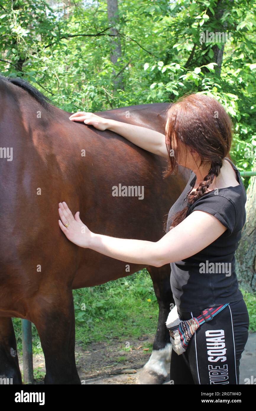 Pferd physiotherapie -Fotos und -Bildmaterial in hoher Auflösung – Alamy