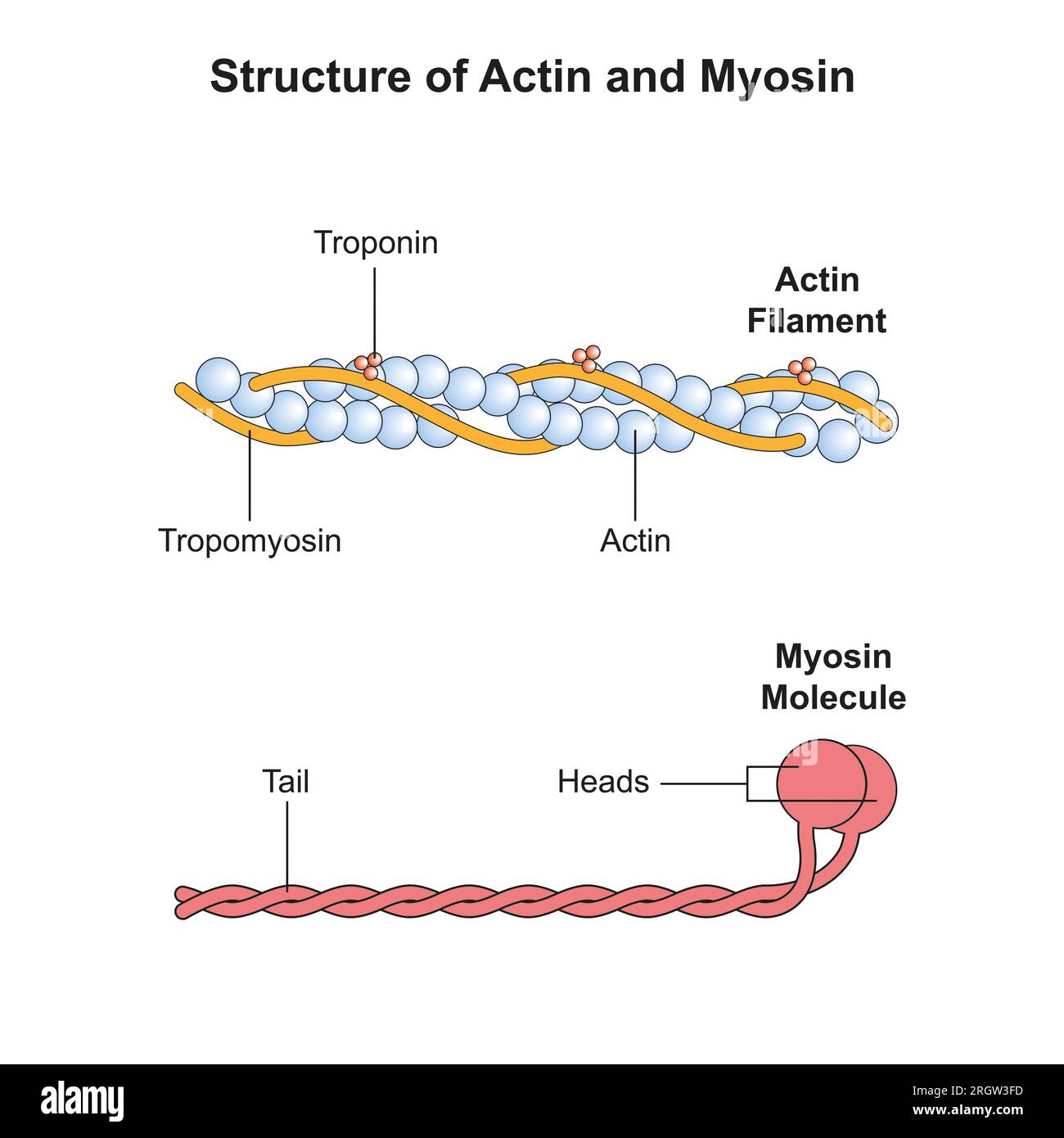 Myosin anatomy -Fotos und -Bildmaterial in hoher Auflösung – Alamy