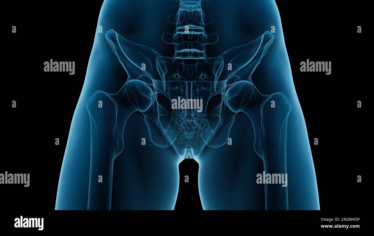 Lumbosacral joint -Fotos und -Bildmaterial in hoher Auflösung – Alamy