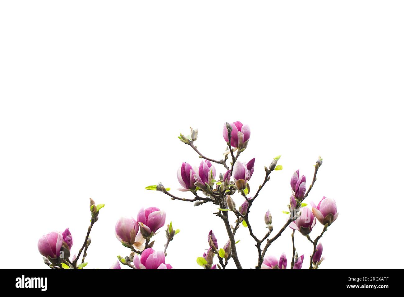 Blühender Magnolienbaum im Garten hinter dem Haus. Mai 2023, Koszalin, Polen Stockfotografie - Alamy