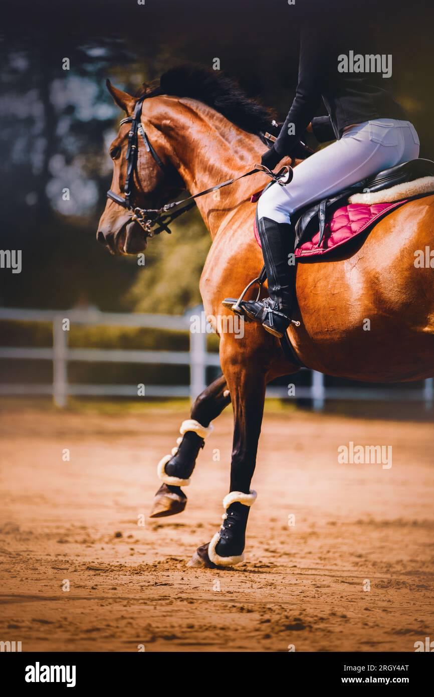 Galoppierend durch die arena -Fotos und -Bildmaterial in hoher Auflösung – Alamy