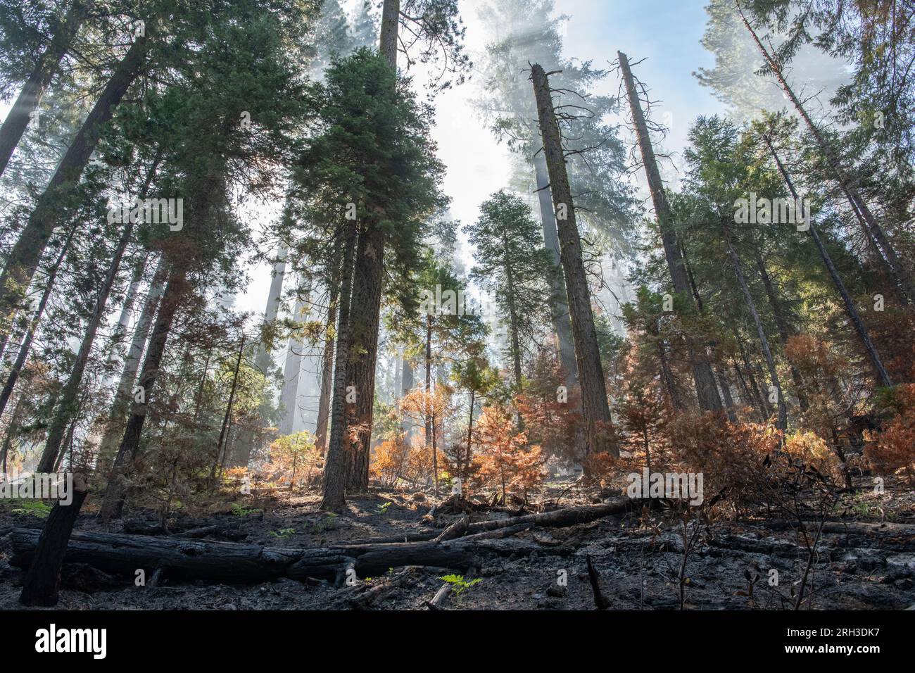 Stanislaus national forest -Fotos und -Bildmaterial in hoher Auflösung ...