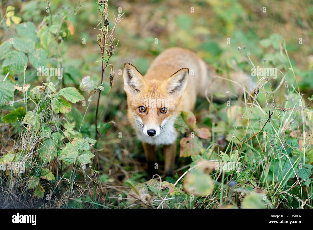 Fuchs wild im wald -Fotos und -Bildmaterial in hoher Auflösung – Alamy