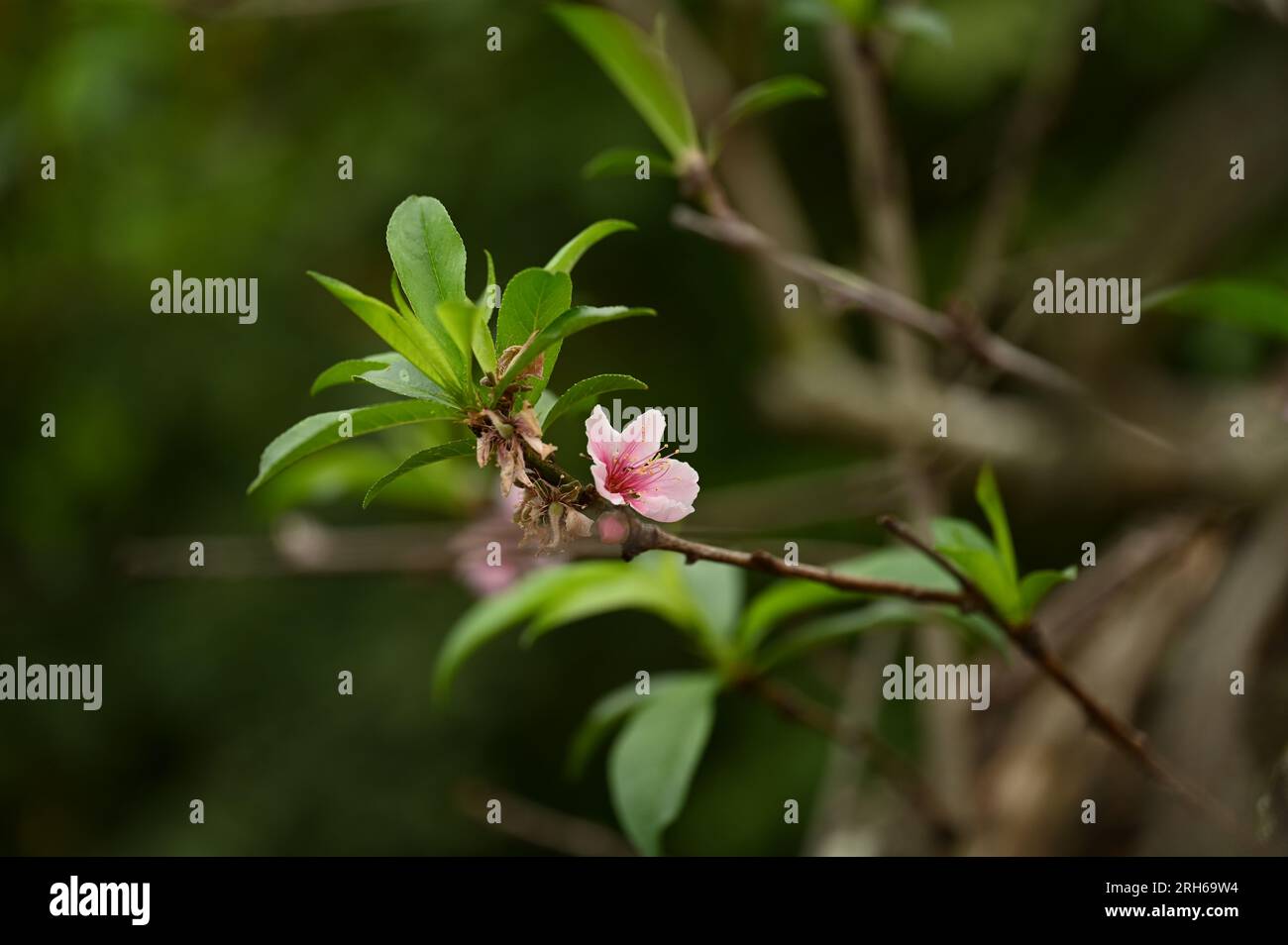 Sakura flower -Fotos und -Bildmaterial in hoher Auflösung – Alamy