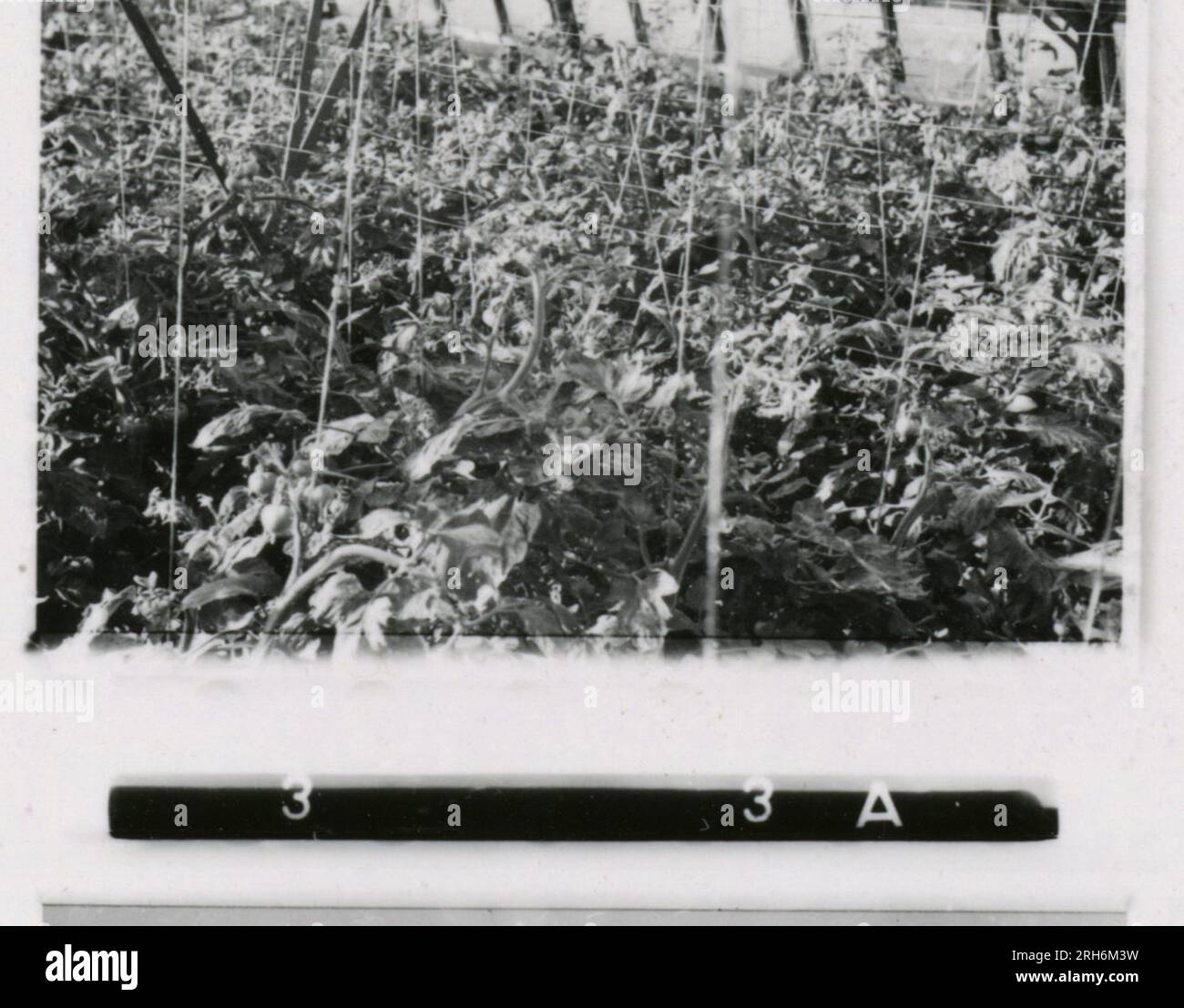 SS-Fotograf, Gösling, Jobst (Leibstandarte Adolf Hitler, Berlin ...