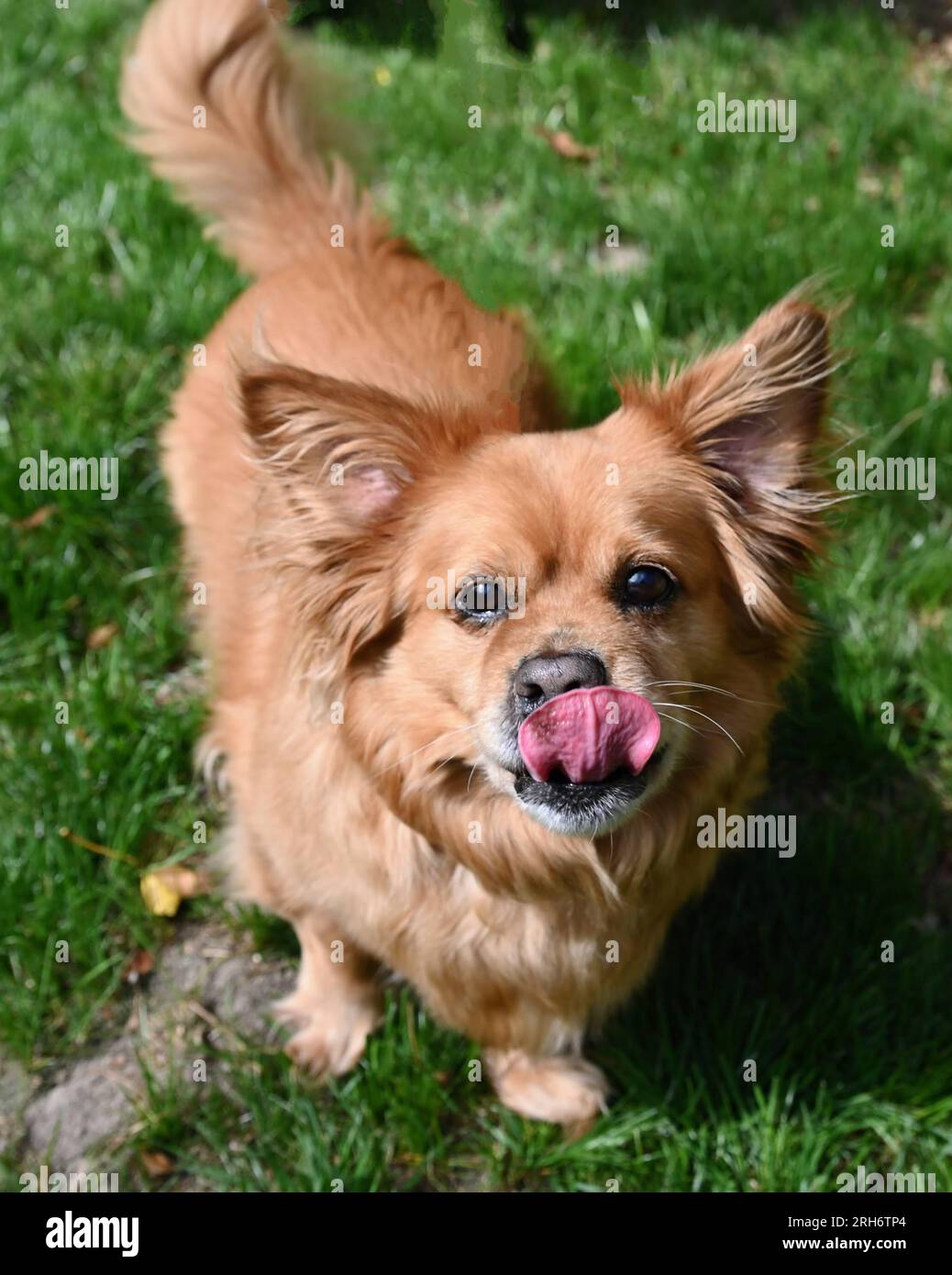 Corgi mix -Fotos und -Bildmaterial in hoher Auflösung – Alamy