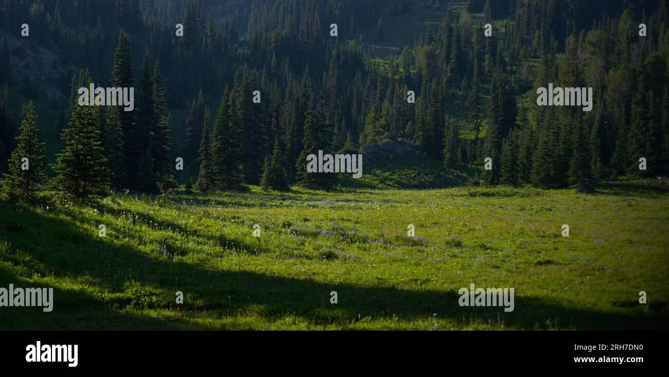 Subalpine wiesen -Fotos und -Bildmaterial in hoher Auflösung – Alamy