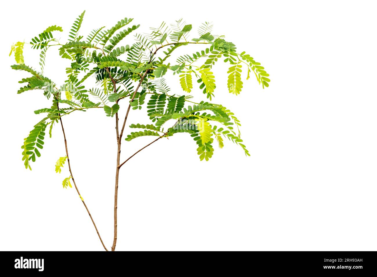 Tamarindenbaum tamarindus indica -Fotos und -Bildmaterial in hoher ...