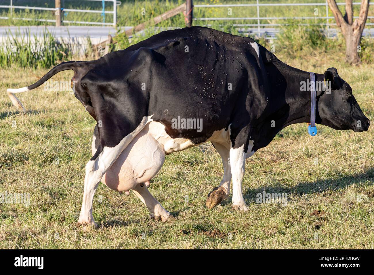 Volles euter -Fotos und -Bildmaterial in hoher Auflösung – Alamy