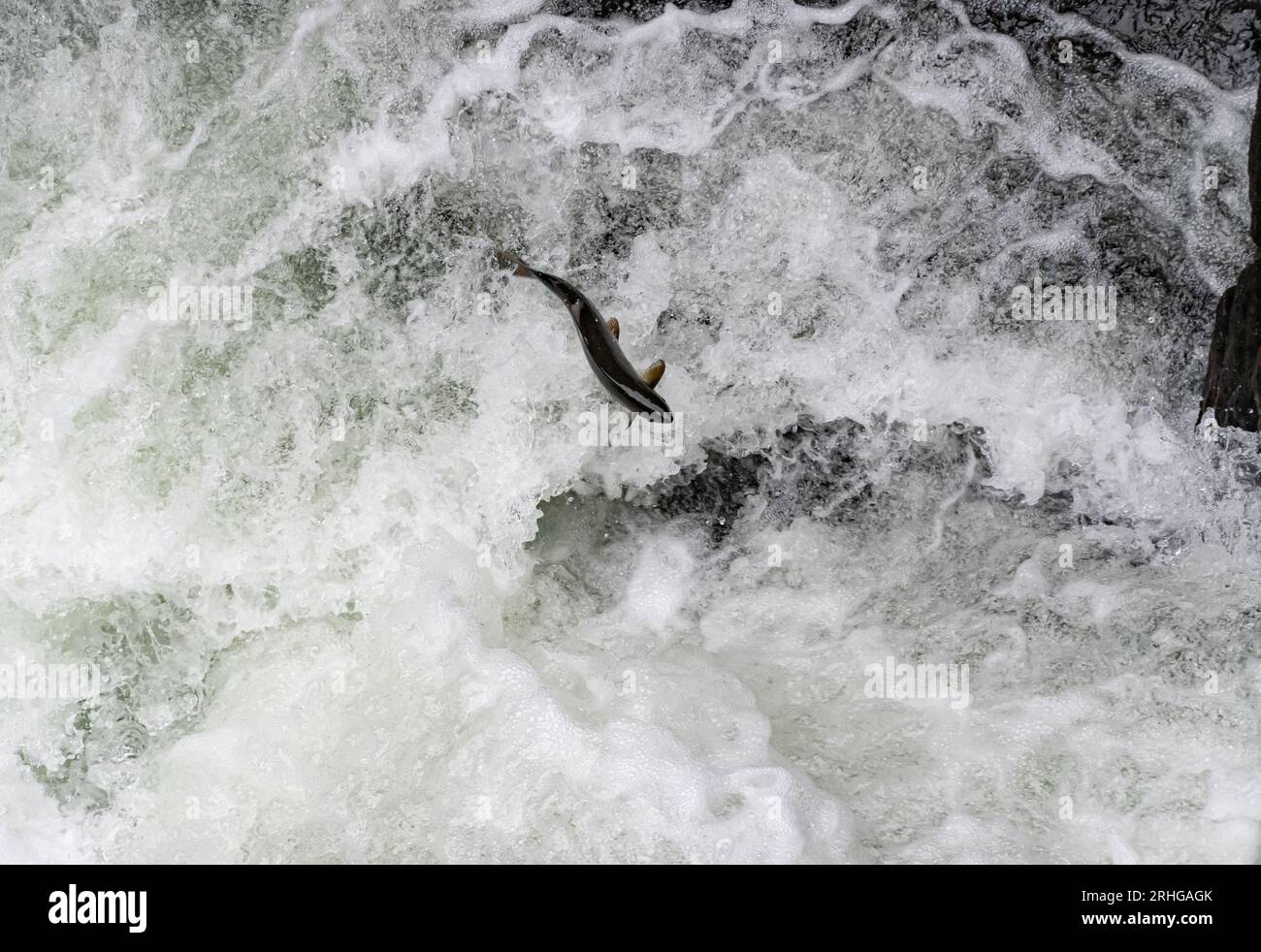 Blick von oben auf einen Lachs, der in einem Wasserfall aus dem Wasser ...