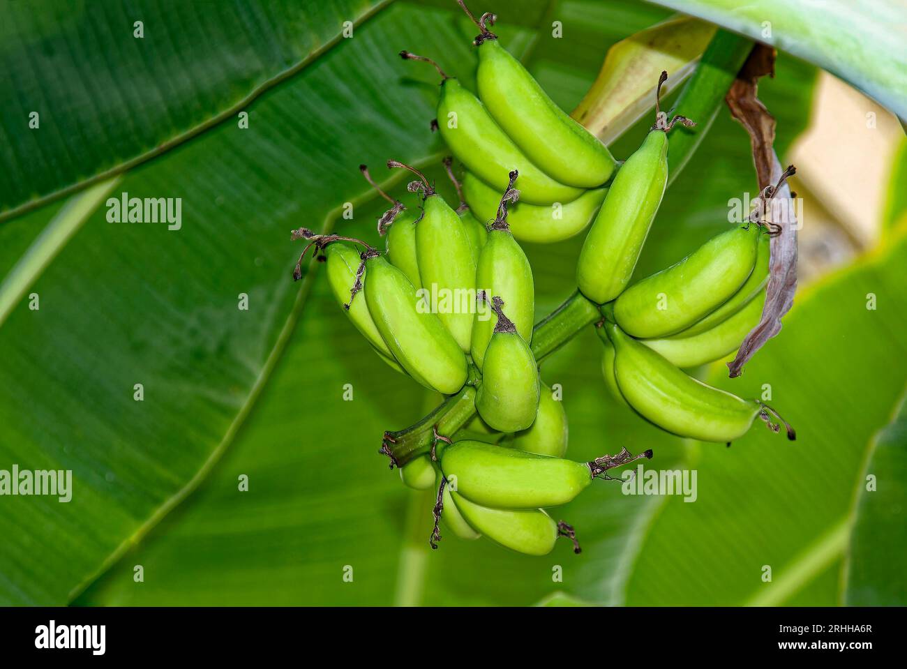 Nahrhafte natur -Fotos und -Bildmaterial in hoher Auflösung – Alamy