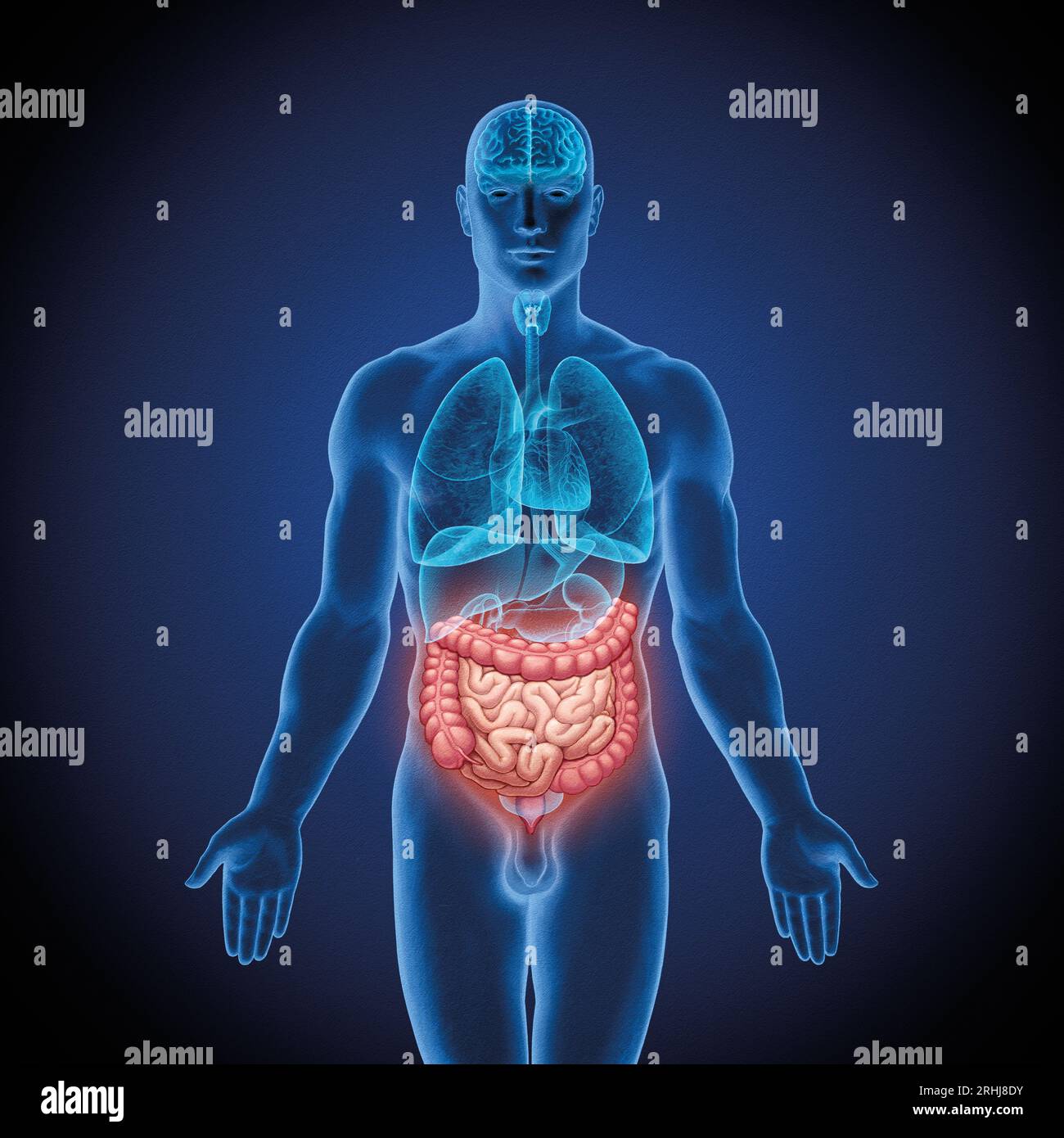 Male internal organs illustration -Fotos und -Bildmaterial in hoher ...