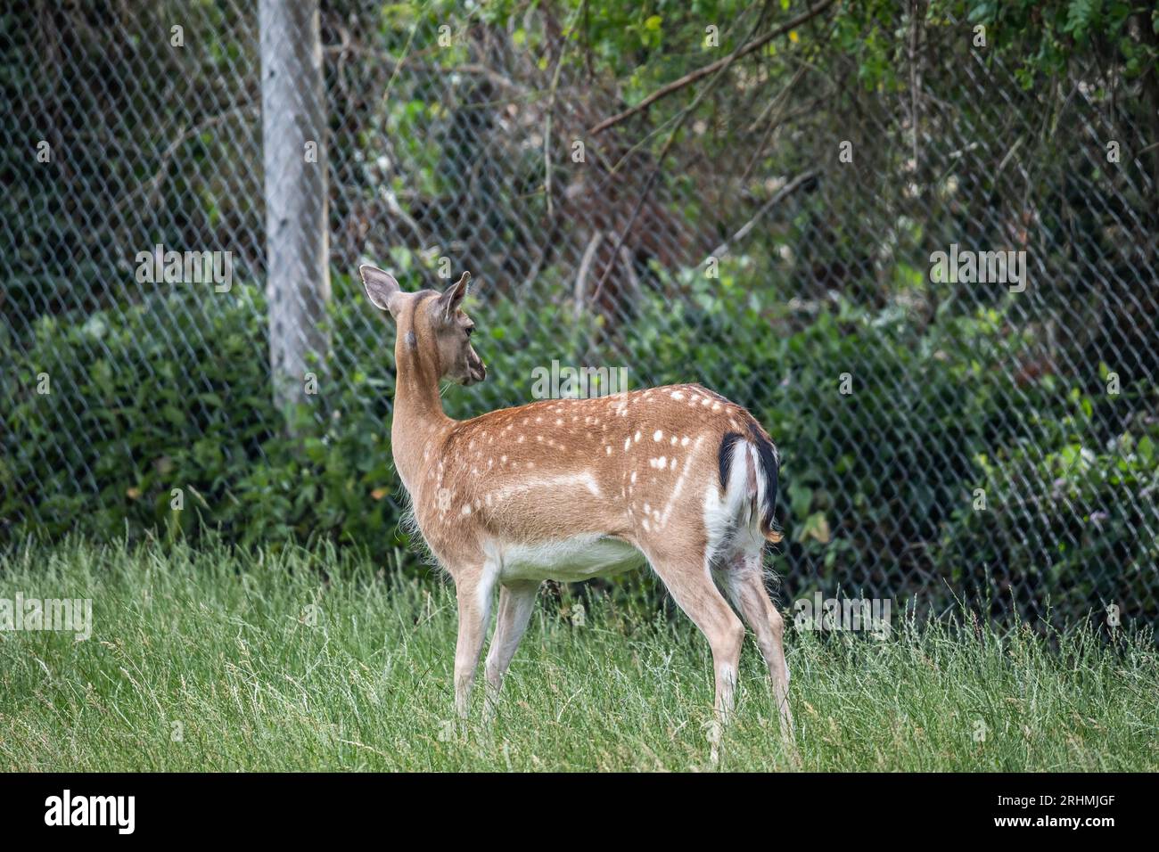 Wildtiere Rehkitz auf deutsch Reh, Kitz oder Rehkitz Capreolus ...