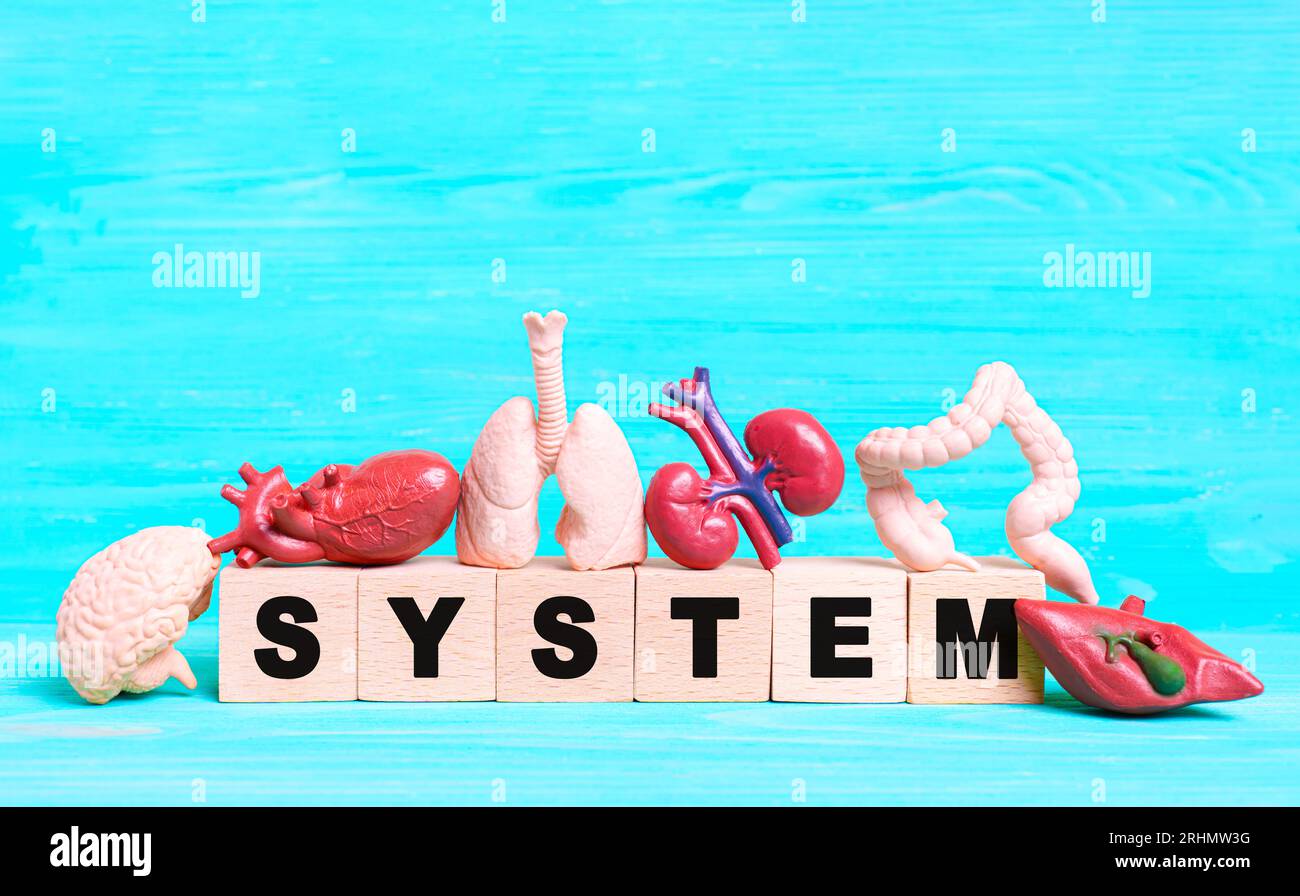 Das Wort „SYSTEM“ ist mit Holzblöcken geschrieben, umgeben von ...