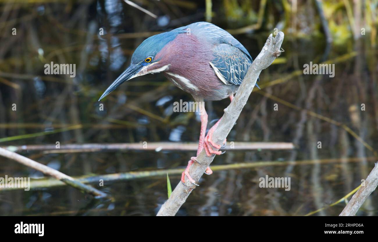 Taylor slough everglades nationalpark -Fotos und -Bildmaterial in hoher ...