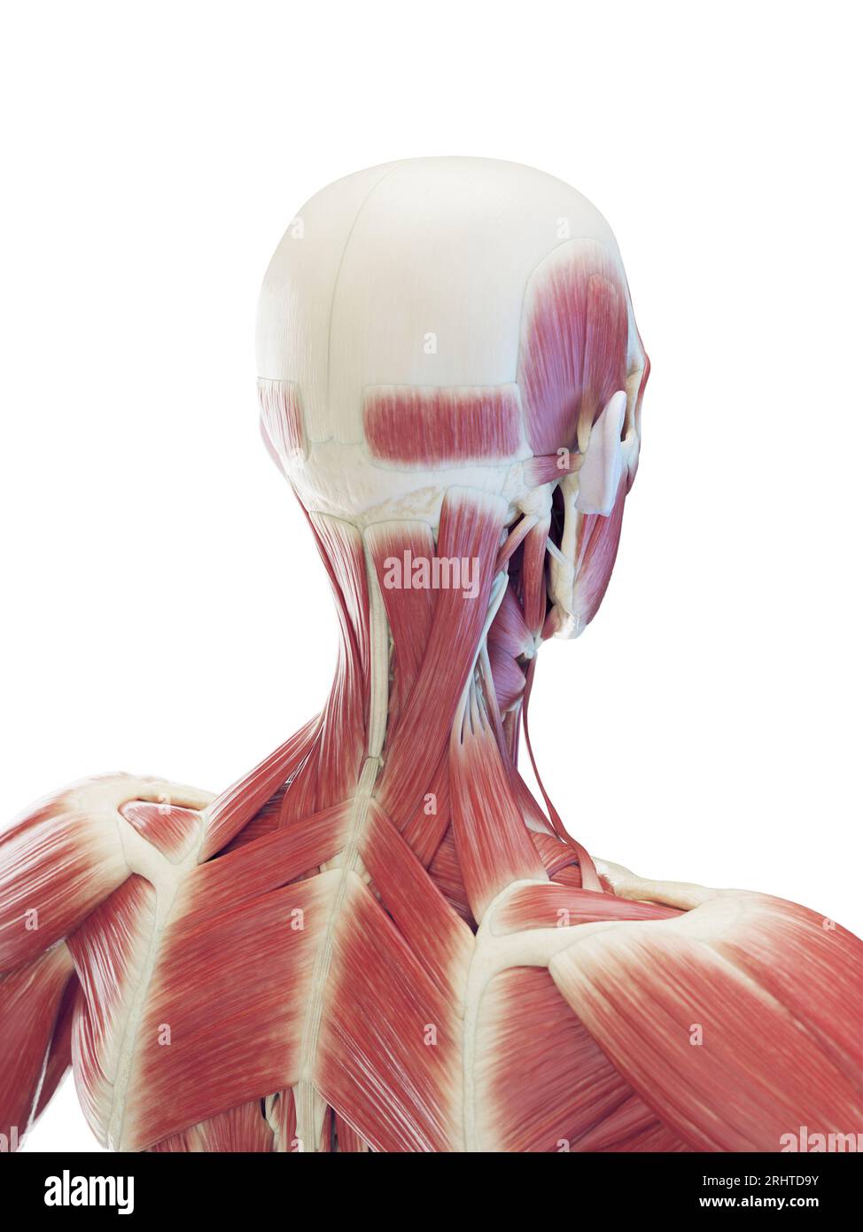 Human neck muscles sternocleidomastoid illustration -Fotos und ...