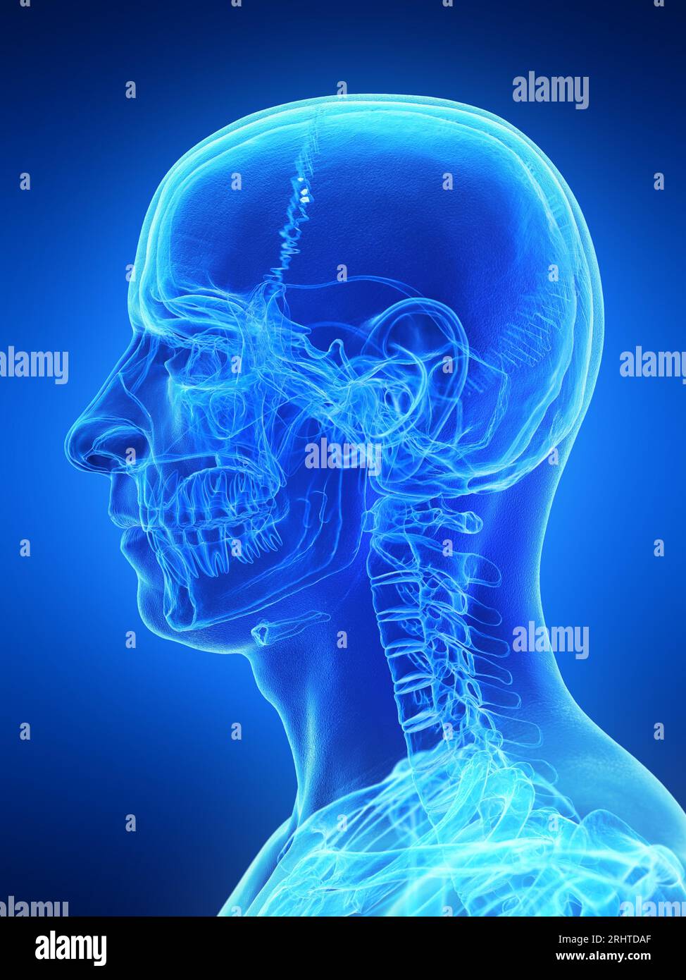 Knochen kopf hals anatomie biologie -Fotos und -Bildmaterial in hoher ...