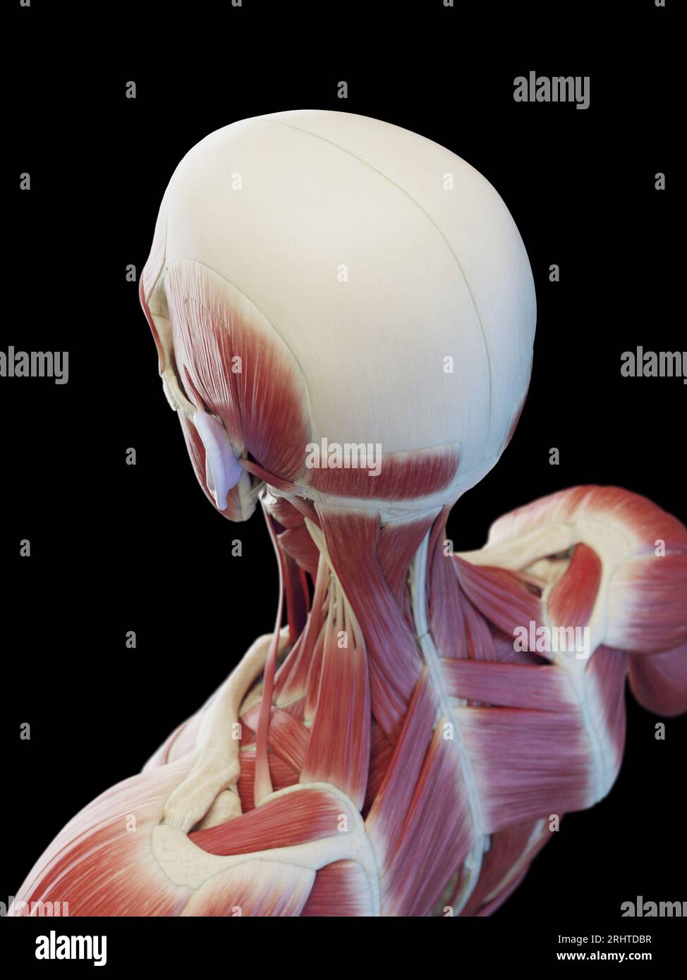 Human neck muscles sternocleidomastoid illustration -Fotos und ...