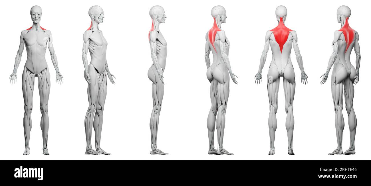 Illustration trapezius muscle anatomy -Fotos und -Bildmaterial in hoher ...