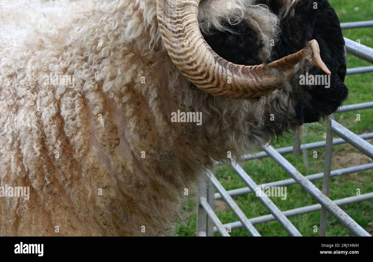 Ram hautnah -Fotos und -Bildmaterial in hoher Auflösung – Alamy