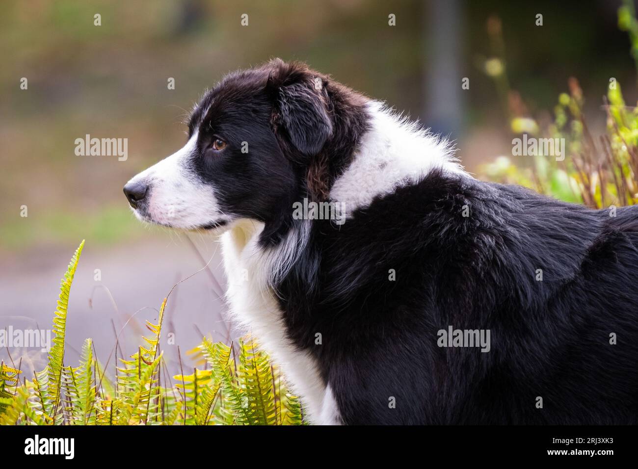 Perfil de border collie -Fotos und -Bildmaterial in hoher Auflösung – Alamy