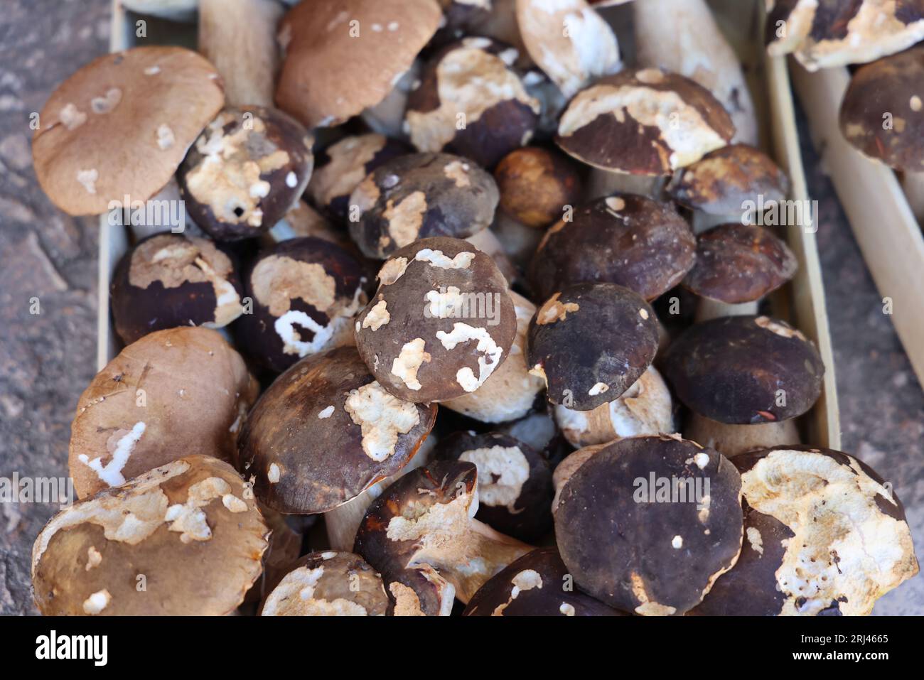 Cepe a tete noire -Fotos und -Bildmaterial in hoher Auflösung – Alamy