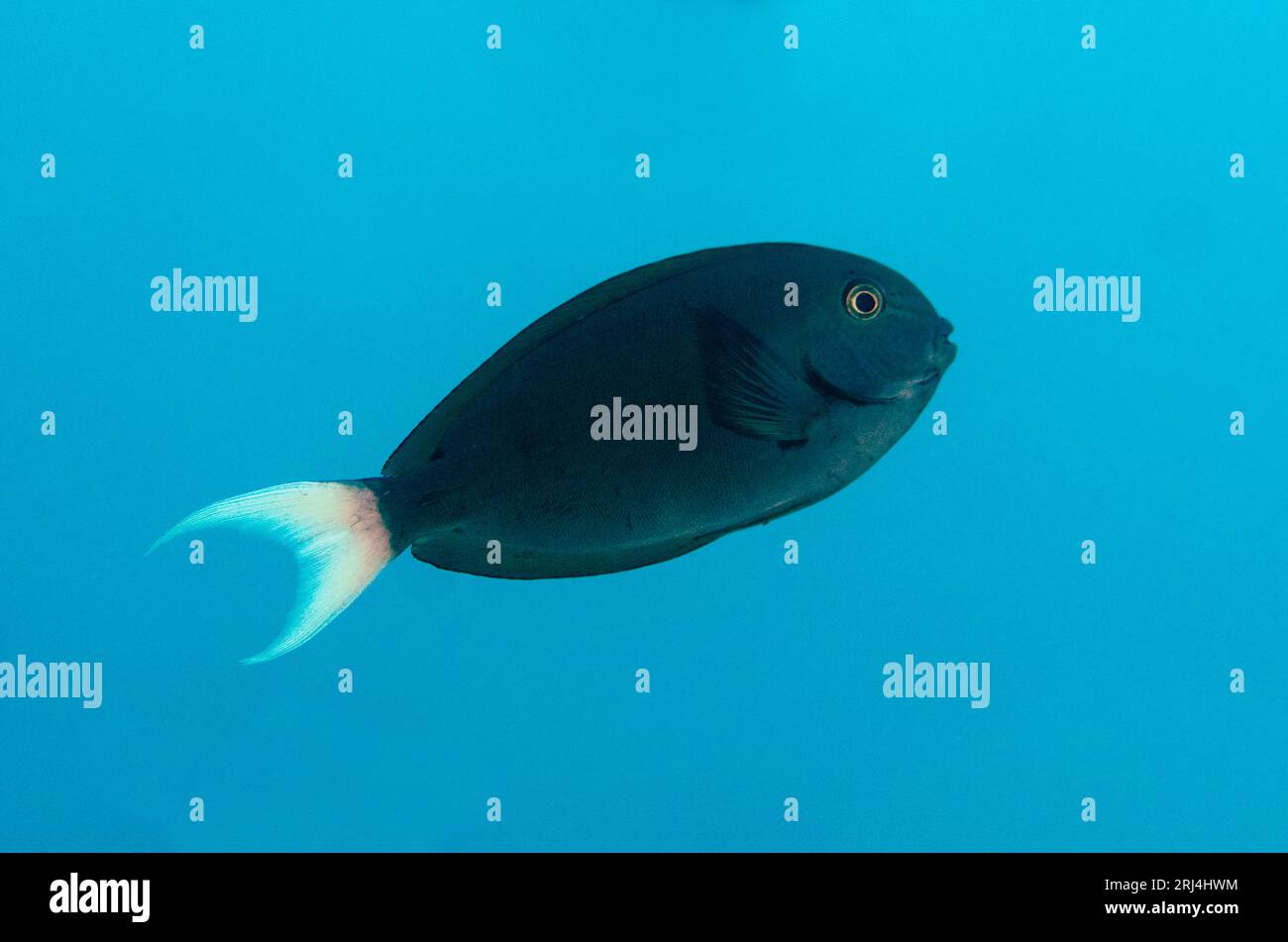 Thompson surgeonfish -Fotos und -Bildmaterial in hoher Auflösung – Alamy