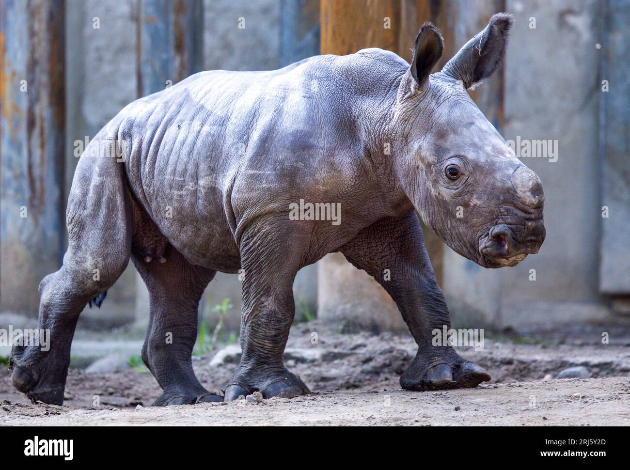Schwerin, Deutschland. August 2023. Das kleine Nashorn, nur wenige Tage ...