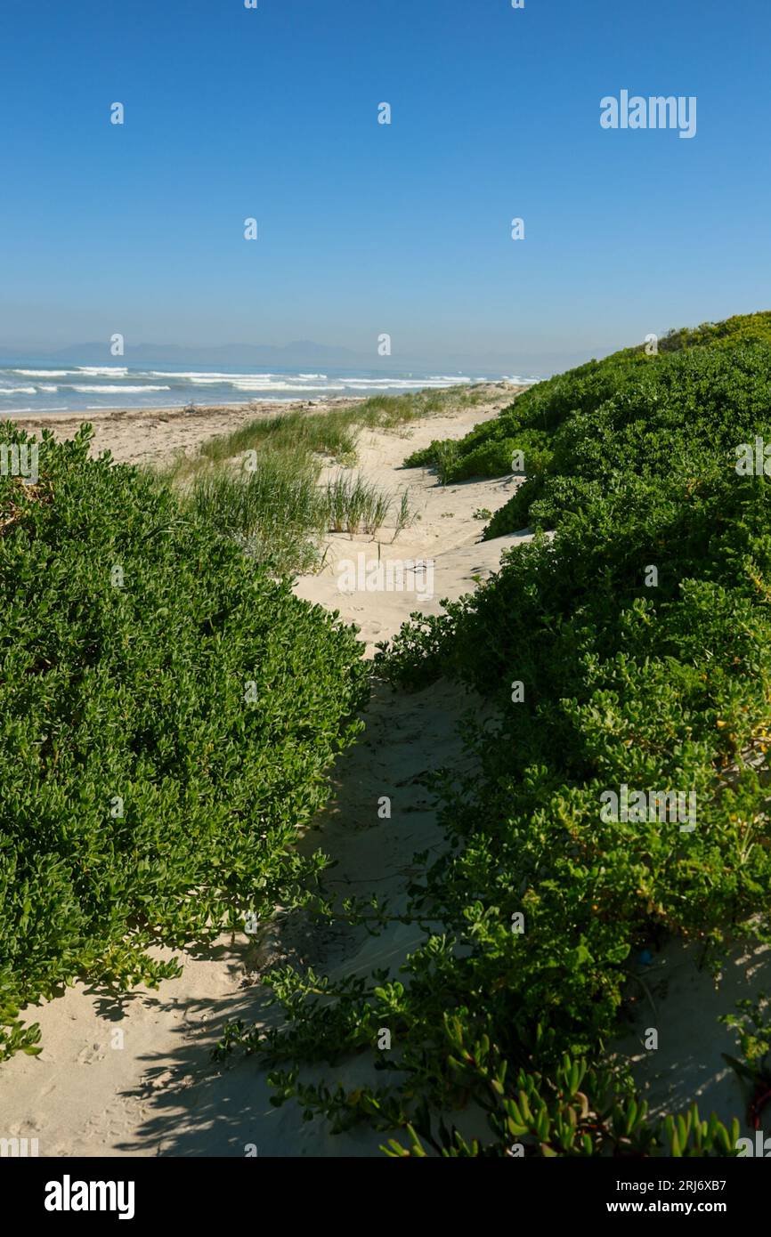 Strand vegetation -Fotos und -Bildmaterial in hoher Auflösung – Alamy